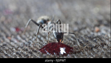 big forest ant eats strawberry jam Stock Photo - Alamy