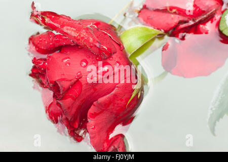 Red rose dipped in water Stock Photo - Alamy