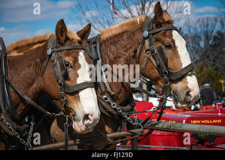 Lancaster, Pennsylvania, US. 27th Feb, 2016. Amish Mud Sale, held every ...
