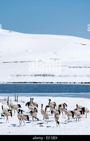 Dashanbao, China's Yunnan Province. 26th Feb, 2016. Black-necked cranes ...