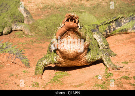 Australian male Saltwater Crocodile waiting to be fed with his harem of ...
