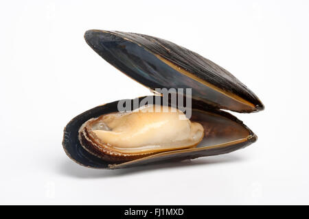 Single cooked mussel on white background Stock Photo - Alamy