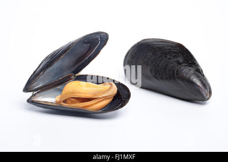 Fresh mussels isolated on white background. Mussels from Atlantic ocean ...