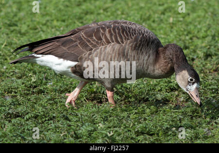Hybrid Goose, Hybrid animals, Hybrid bird, Crossbreed Greylag goose and ...