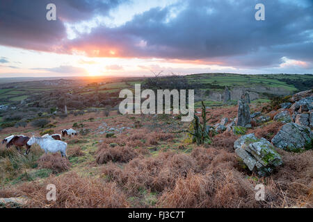 Moorland ponies grazing on Caradon Hill near the Minions on Bodmin Moor in Cornwall Stock Photo ...