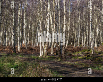 Young Silver Birch trees, Betula Pendula Stock Photo - Alamy