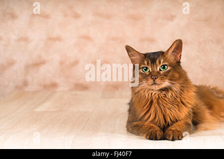 Pug sandy color portrait isolated on white Stock Photo - Alamy