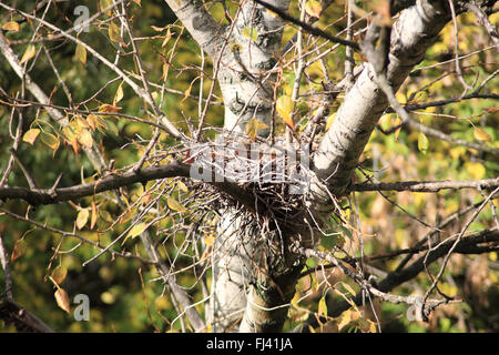 convolute nest on tree Stock Photo - Alamy