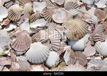 Shot of the discarded scallop shells next to a seafood vendor on ...