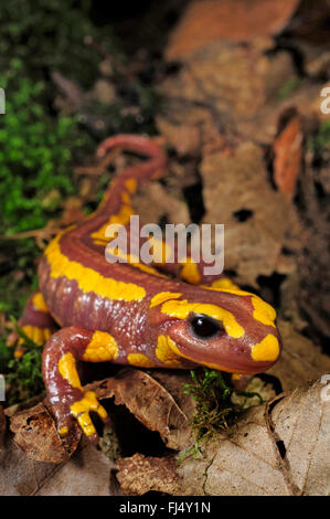 Fire Salamander, Salamandra salamandra. Albino larva on pond Stock Photo - Alamy