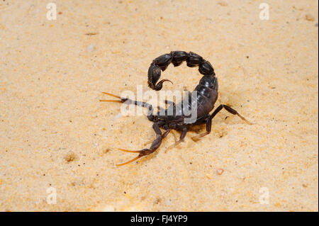 Fattail scorpion or fat-tailed scorpion . Androctonus sp., Jaisalmer ...