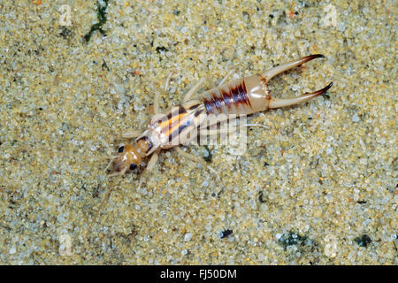 Tawny earwig, Giant earwig (Labidura riparia), brood care Stock Photo ...