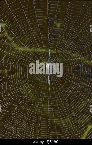 Trashline orbweaver (Cyclosa conica), female in a spider web, dorsal ...