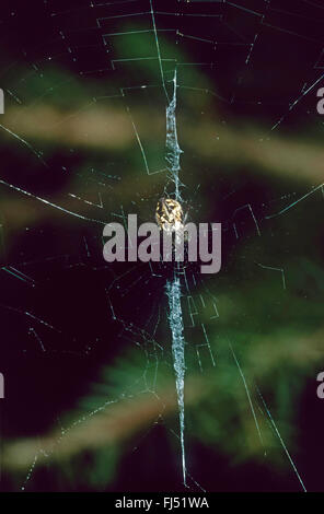 Trashline orbweaver (Cyclosa conica), female in a spider web, dorsal ...