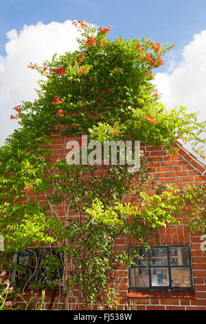 Red flowers of trumpet creeper climber vine - Campsis radicans isolated ...