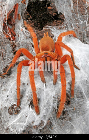 Philippine Tangerine, Philippine Earth Tiger (Orphnaecus philippinus ...