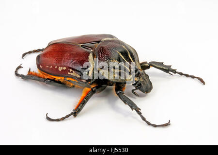 The white Goliath beetle Goliathus goliatus quadrimaculatus from Africa ...