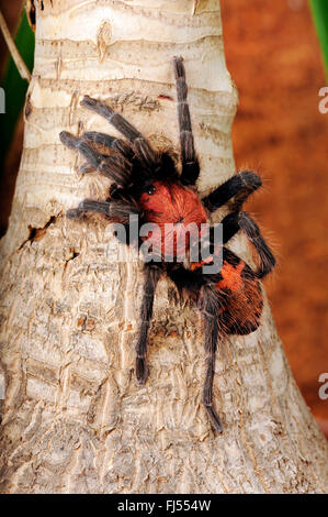 Costa Rican tiger rump (Cyclosternum fasciatum, Davus fasciatus), on a ...