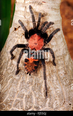 Costa Rican tiger rump (Cyclosternum fasciatum, Davus fasciatus), on a ...