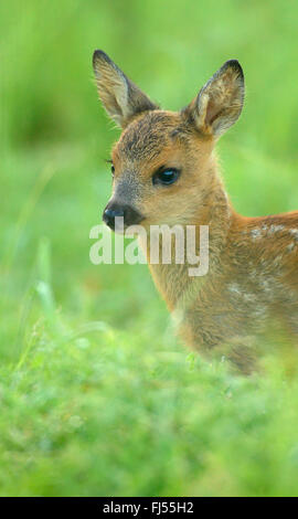 A closeup shot of a deer standing in the snowy winter forest Stock ...