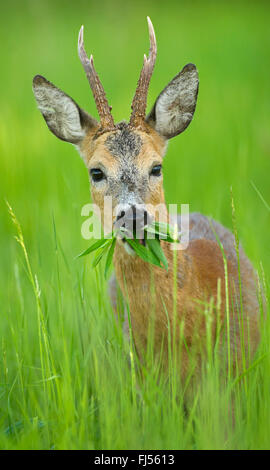 Roe deer male (roebuck) on a pasture by the forest Stock Photo - Alamy