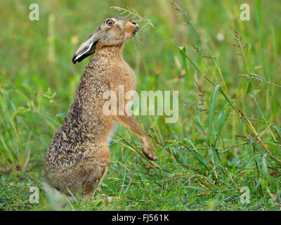 A wild hare is standing up in a field and looking around over the long ...
