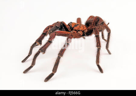 Haitian brown tarantula, Spaniolan giant tarantula (Phormictopus ...