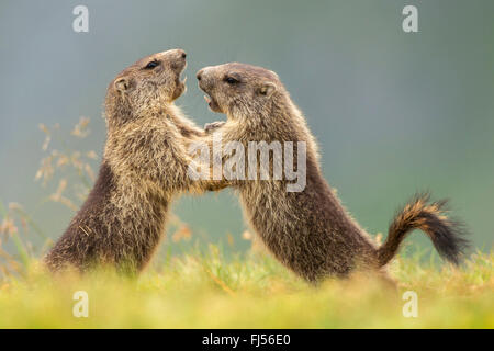 Alpine marmot (Marmota marmota), young animals, playful fight, Valais ...