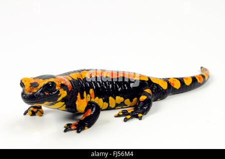 Orange Fire salamander (Salamandra salamandra), Rare colour variation ...