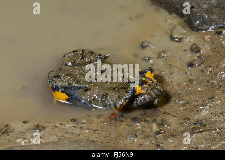yellow-bellied toad, yellowbelly toad, variegated fire-toad (Bombina ...