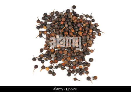 cubeb pepper (Piper cubeba), fruits Stock Photo - Alamy