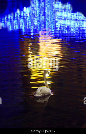 A vertical shot of a white swan swimming in the sea near the shore ...