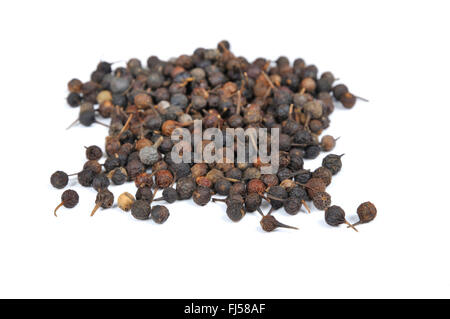 cubeb pepper (Piper cubeba), fruits Stock Photo - Alamy