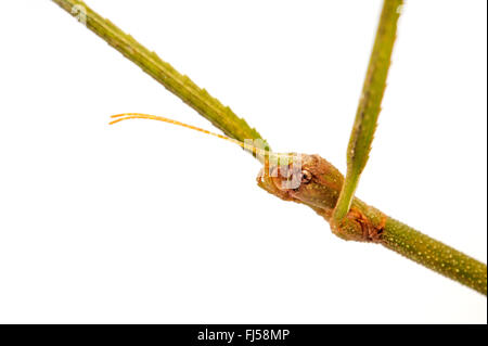 Vietnamese Stick Bug (Ramulus artemis, Baculum artemis), on a seed ...