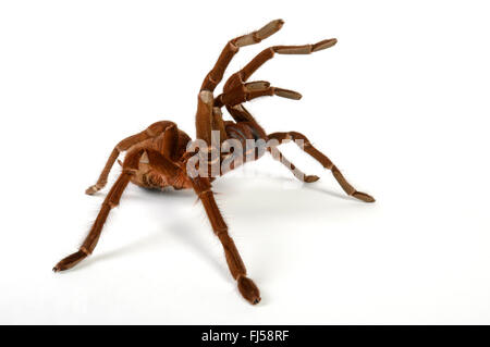 Pinkfoot Goliath Birdeater (Theraphosa apophysis) adult, close up of ...