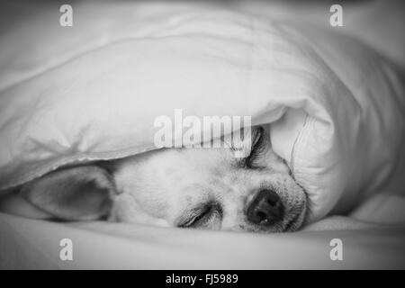chihuahua dog sleeping under the blanket in bed the bedroom, ill ,sick ...