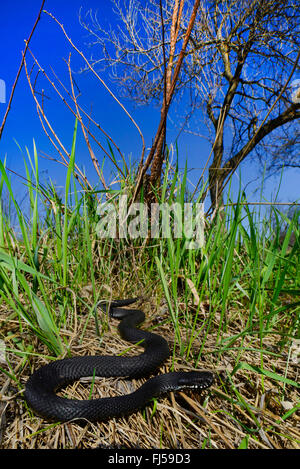 Nikolsky's adder, forest-steppe adder (Vipera nikolskii, Vipera berus ...