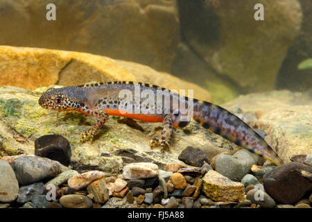 Amphibians freshwater Mesotriton alpestris newt portrait Vertebrates ...