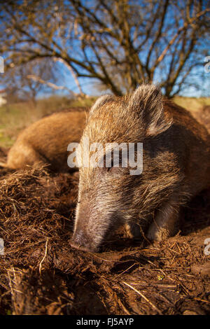 Closeup shot of a Wild boar in a mud Stock Photo - Alamy