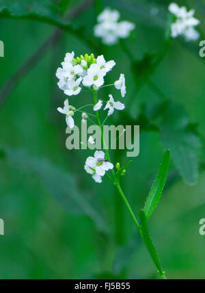 Horse-radish (Armoracia rusticana), inflorescence, Germany Stock Photo ...