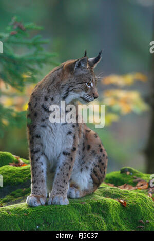 Eurasian lynx, Lynx lynx, rock, side view, standing Stock Photo - Alamy