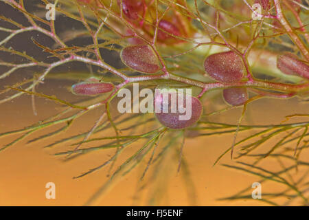 Common Bladderwort Utricularia vulgaris leaves underwater with insect ...