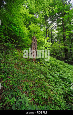Herb layer in a forest Stock Photo - Alamy