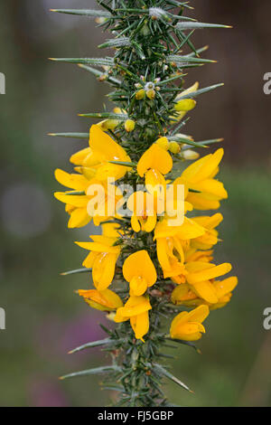 Western Gorse (Ulex gallii) bushes flowering on a coastal cliff edge ...