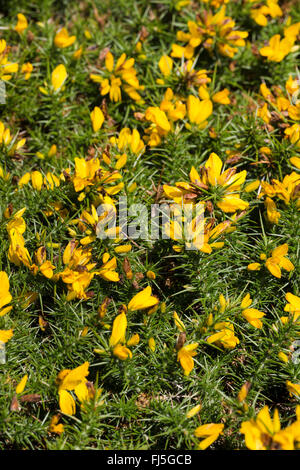 Western Gorse (Ulex gallii) bushes flowering on a coastal cliff edge ...