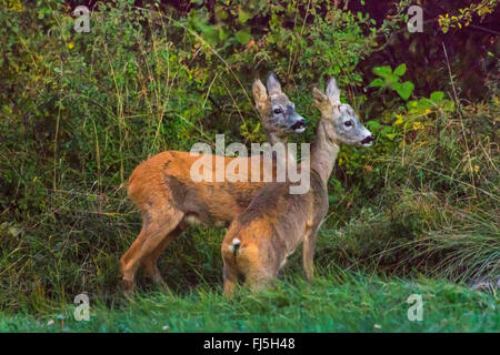 Roe deer in meadow at edge of forest Stock Photo - Alamy
