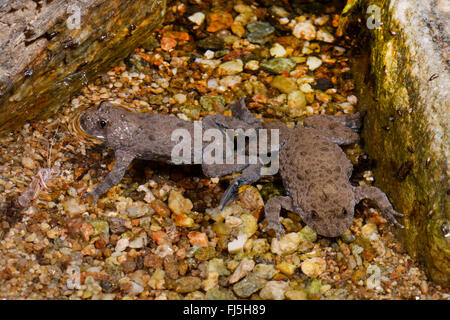 toad, yellow bellied toad, toads Stock Photo - Alamy