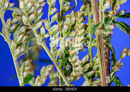 Wormwood moth (Cucullia absinthii), caterpillar on Artemisia vulgaris ...