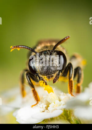 Selective shot of a bee on common bluebell flowers in nature Stock ...