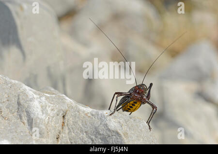 grasshopper on a rock, Turkey, Anatolia, Lycia, Mugla Stock Photo - Alamy
